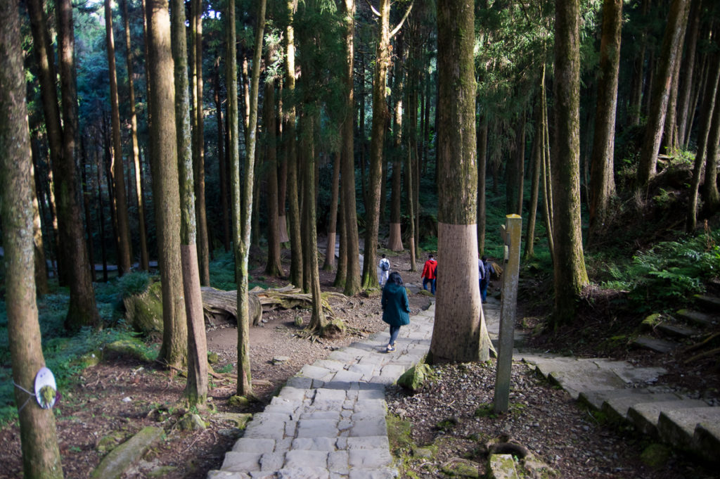 A Day Trip to Alishan | Living Life Crazy